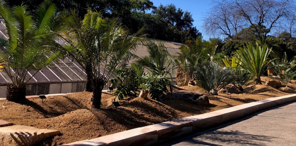 Cycad Collection | Wollongong Botanic Garden