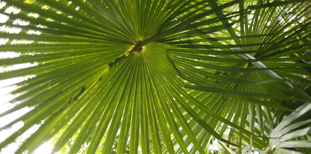 Palm Collection | Wollongong Botanic Garden