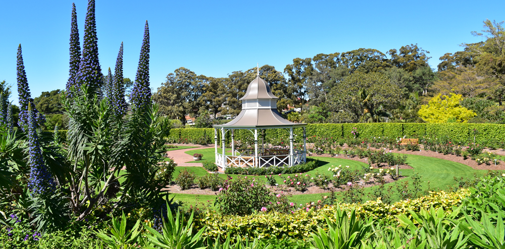 Rose Garden | Wollongong Botanic Garden