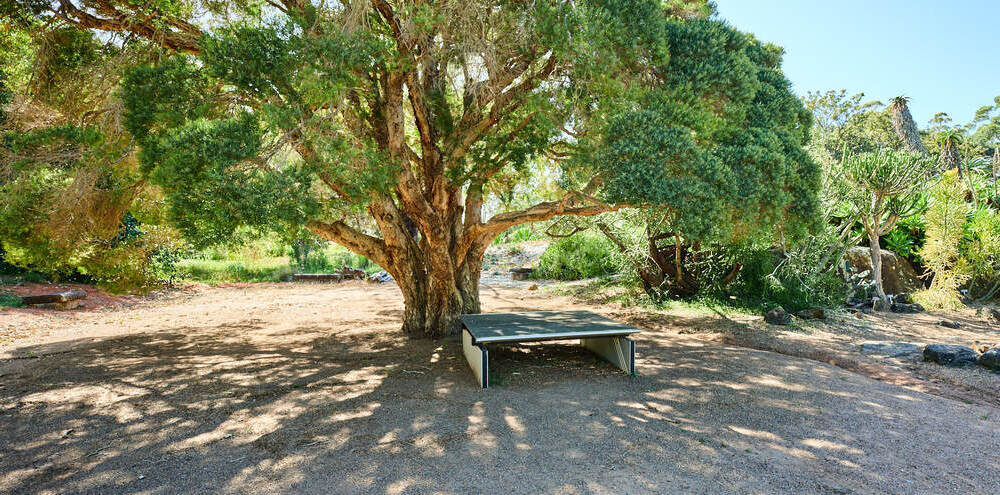 Australian Arid Collection | Wollongong Botanic Garden